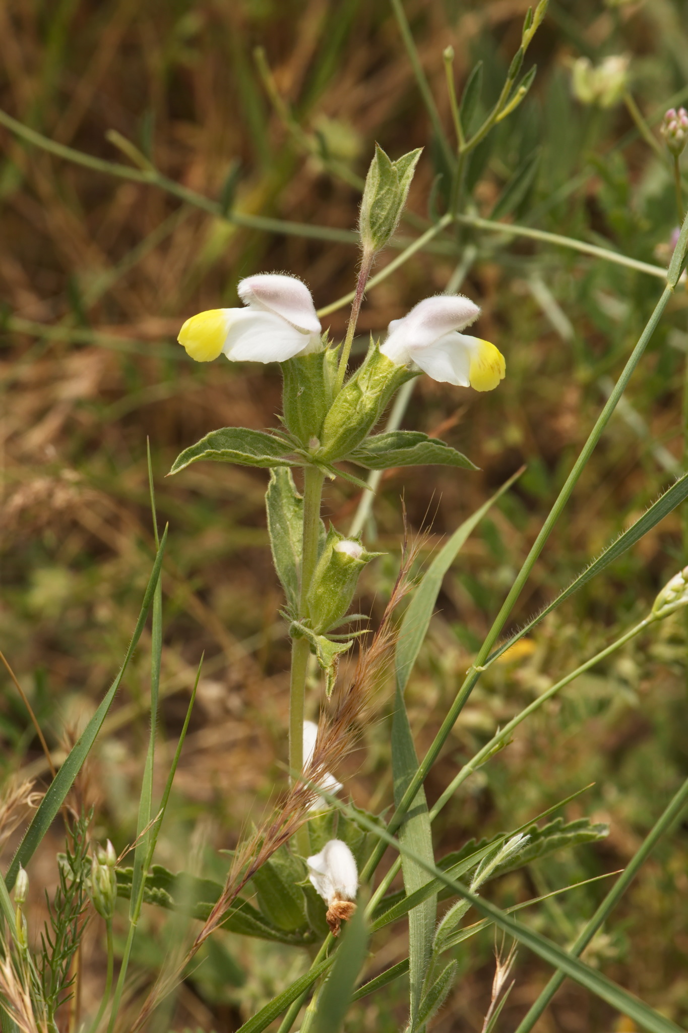 Phlomoides labiosa (Bunge) Adylov, Kamelin & Makhm.
