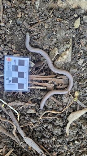 Darwin's Ringed Worm Lizard (Amphisbaena darwinii) - Snakes and Lizards