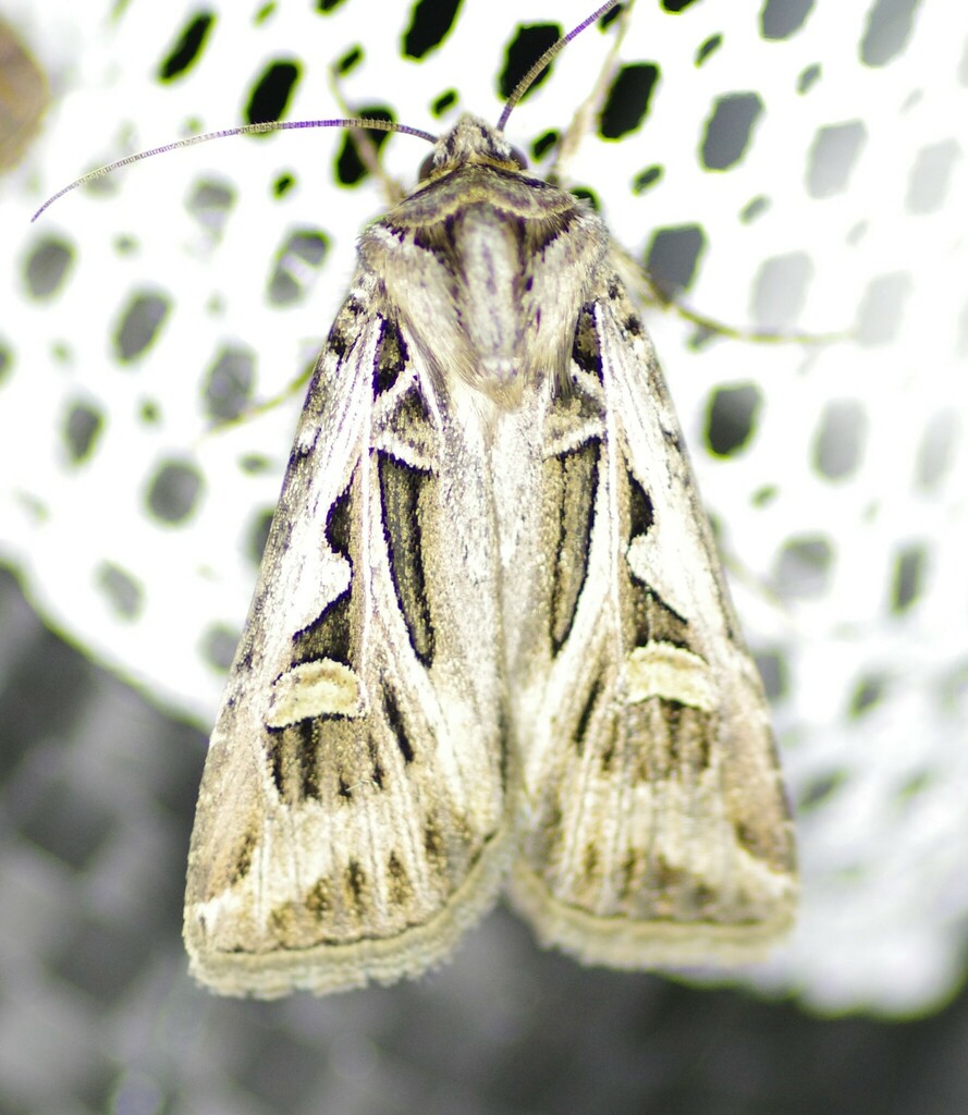 Dingy Cutworm Moth from Quay County, NM, USA on October 12, 2024 at 08: ...