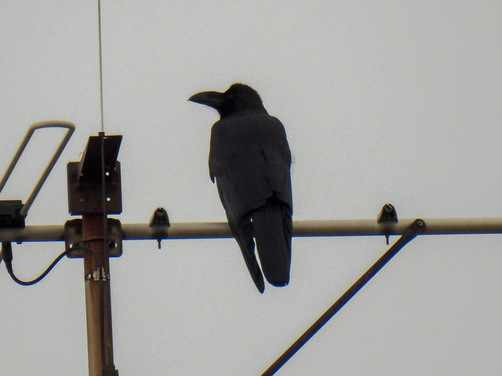 Large-billed Crow from Tama New Town, 6 Chome Sekido, Tama, Tokyo ...