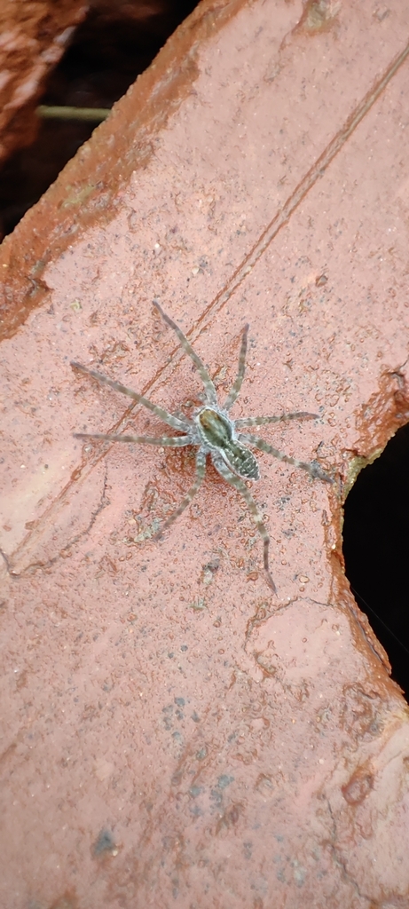 Pond Wolf Spider from Yangon, Myanmar on September 11, 2024 at 03:28 PM ...
