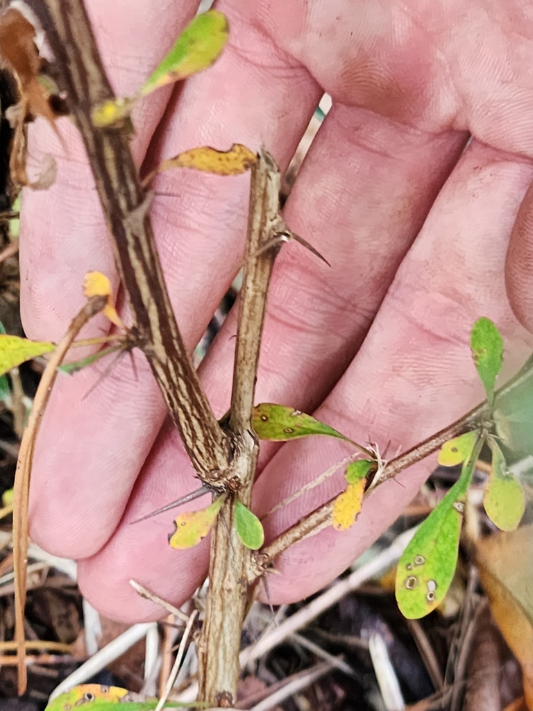 Japanese barberry from Milford, MI 48380, USA on October 14, 2024 at 03 ...