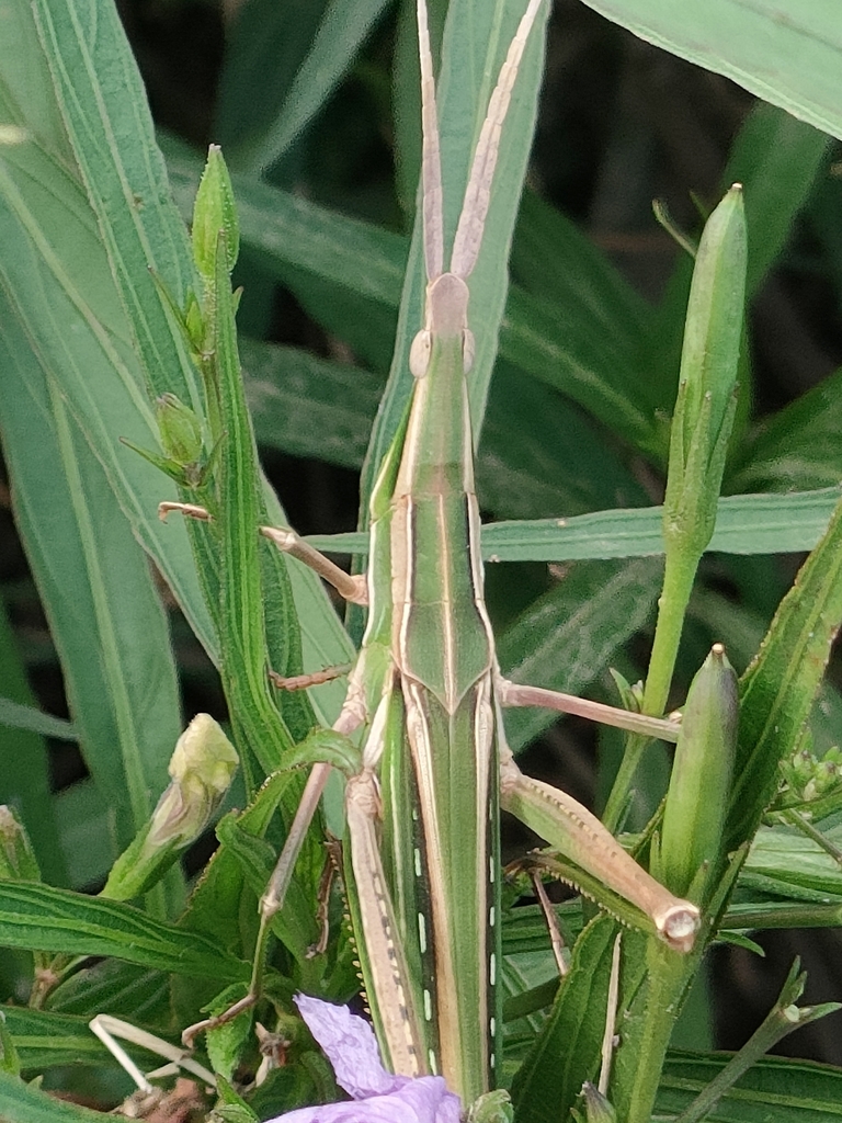 Oriental Longheaded Locust from 7-2 Higashikokaimachi, Chuo Ward ...