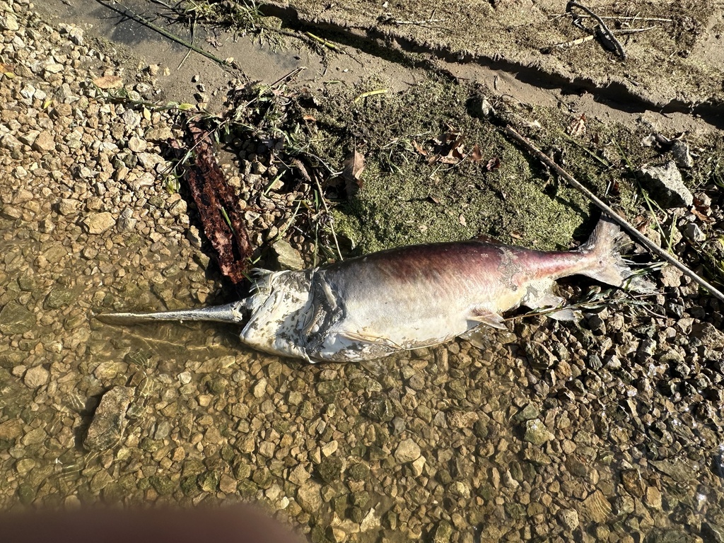 American Paddlefish from Bagley, WI, US on October 16, 2024 at 01:37 PM ...