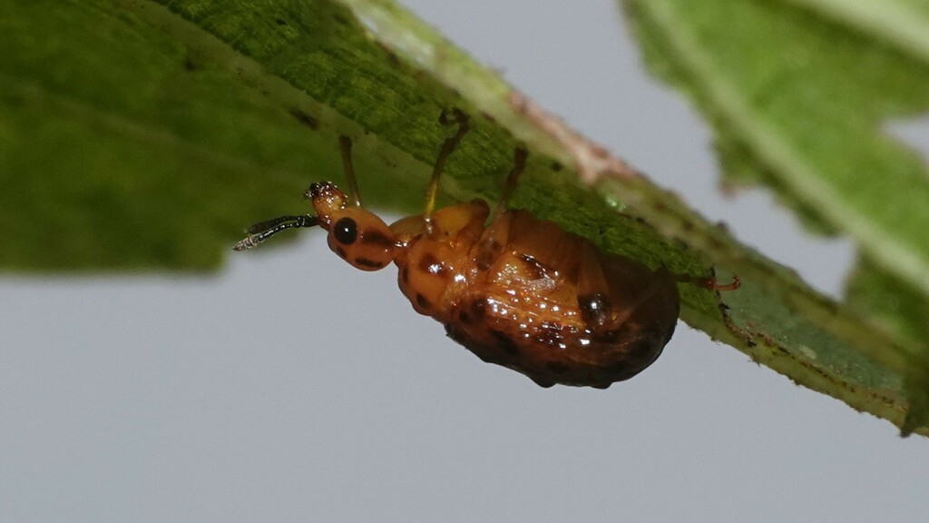 Hoplapoderus gemmatus from Mumbai Vet College on October 16, 2024 at 02 ...