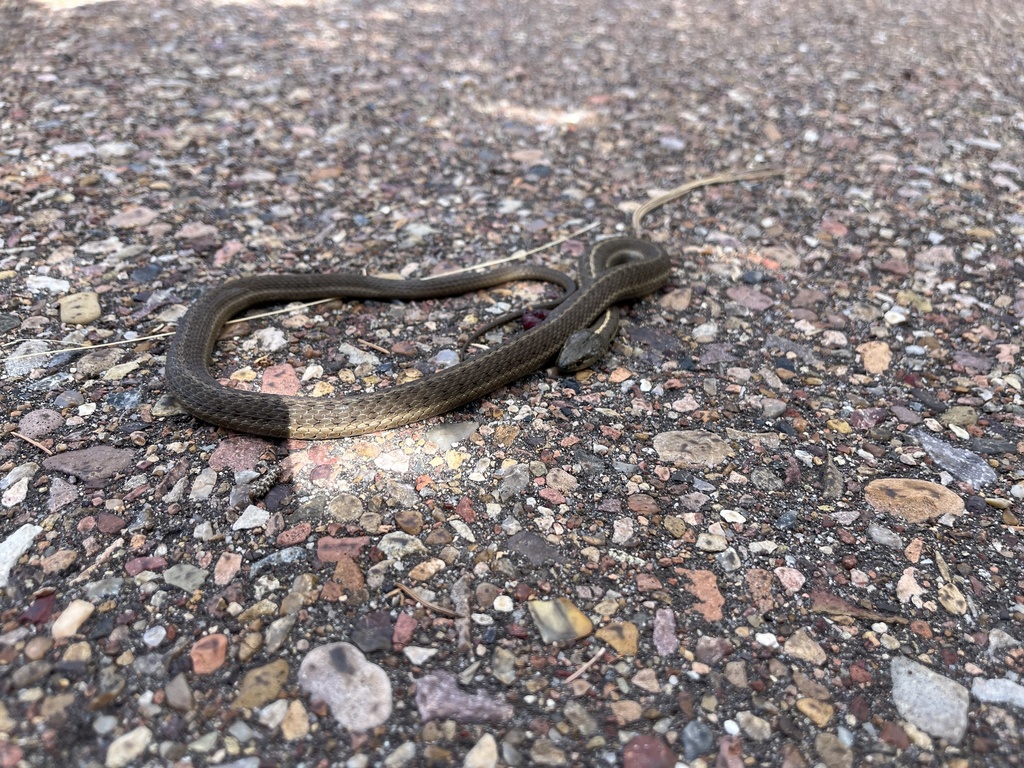 Western Terrestrial Garter Snake from Apache-Sitgreaves National ...