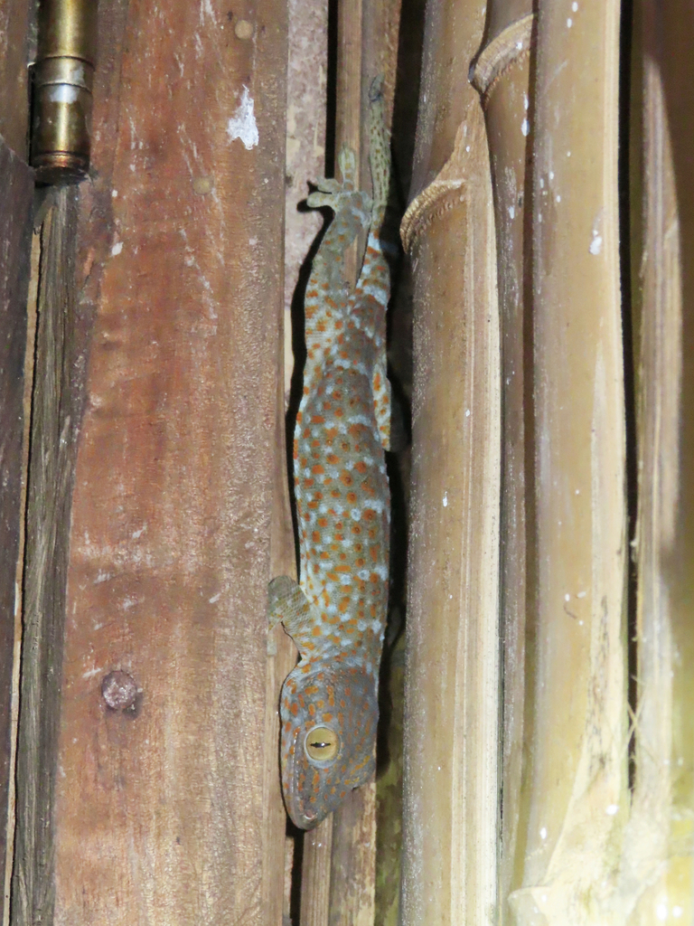 Tokay Gecko from Tres Marias Farm & Bird Sanctuary, Tigbauan, Iloilo ...