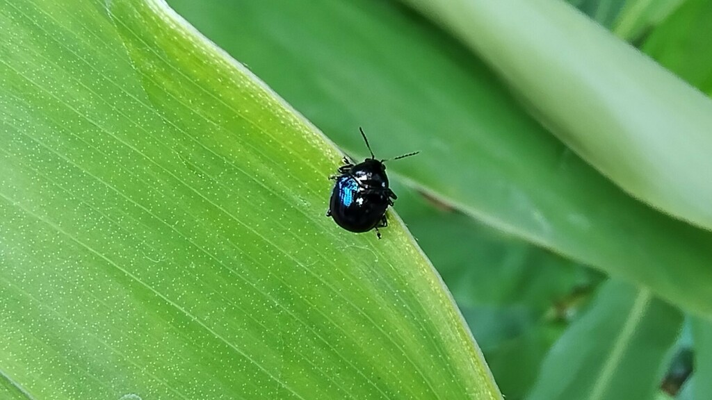 Nodina from Bandra Fort Promenade on September 28, 2024 at 11:39 AM by ...