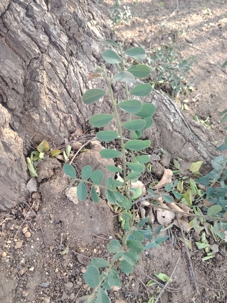 Grey Raisin from Skukuza, 1350, South Africa on October 17, 2024 at 04: ...