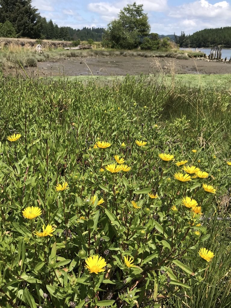 (Grindelia stricta stricta) - Botanical Realm