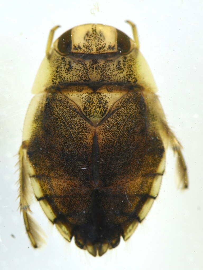 Laccocoris spurcus from Steelpoort, 1133, South Africa on October 17 ...