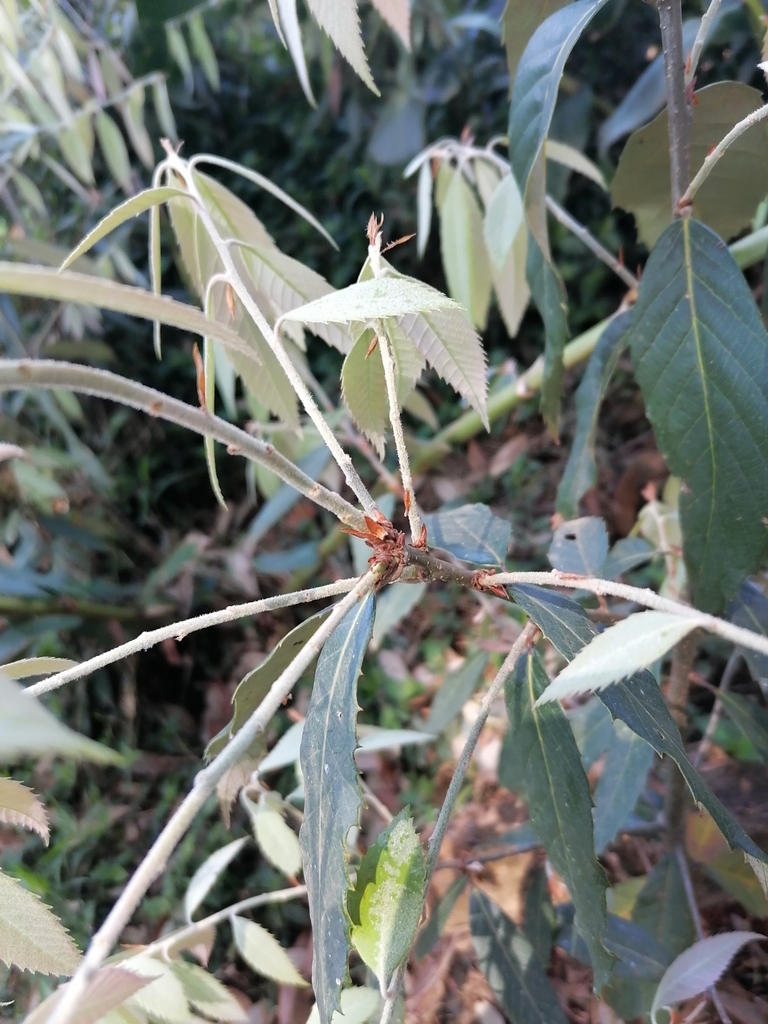 Banj from Ubuhlebezwe Local Municipality, South Africa on October 17 ...