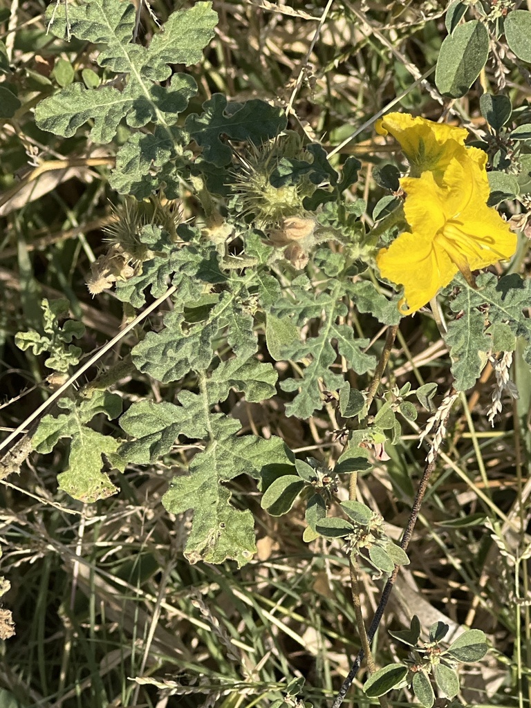 buffalo-bur from Judson Rd, San Antonio, TX, US on October 17, 2024 at ...