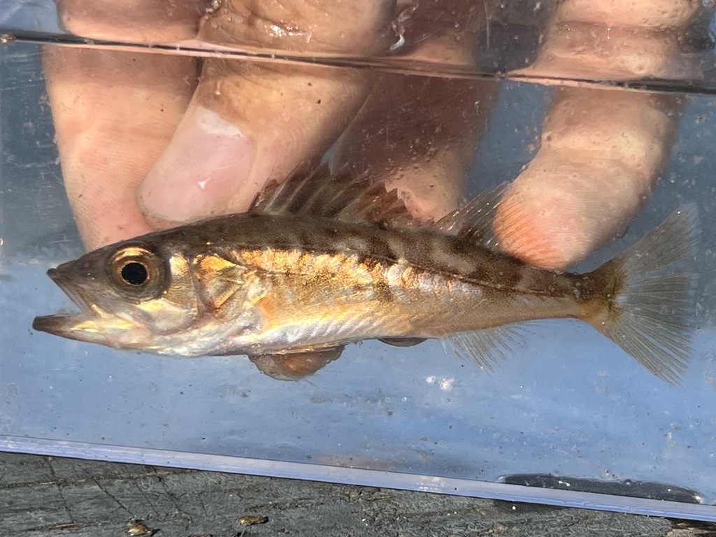 Bocaccio (Sebastes paucispinis) - Marine Life Identification