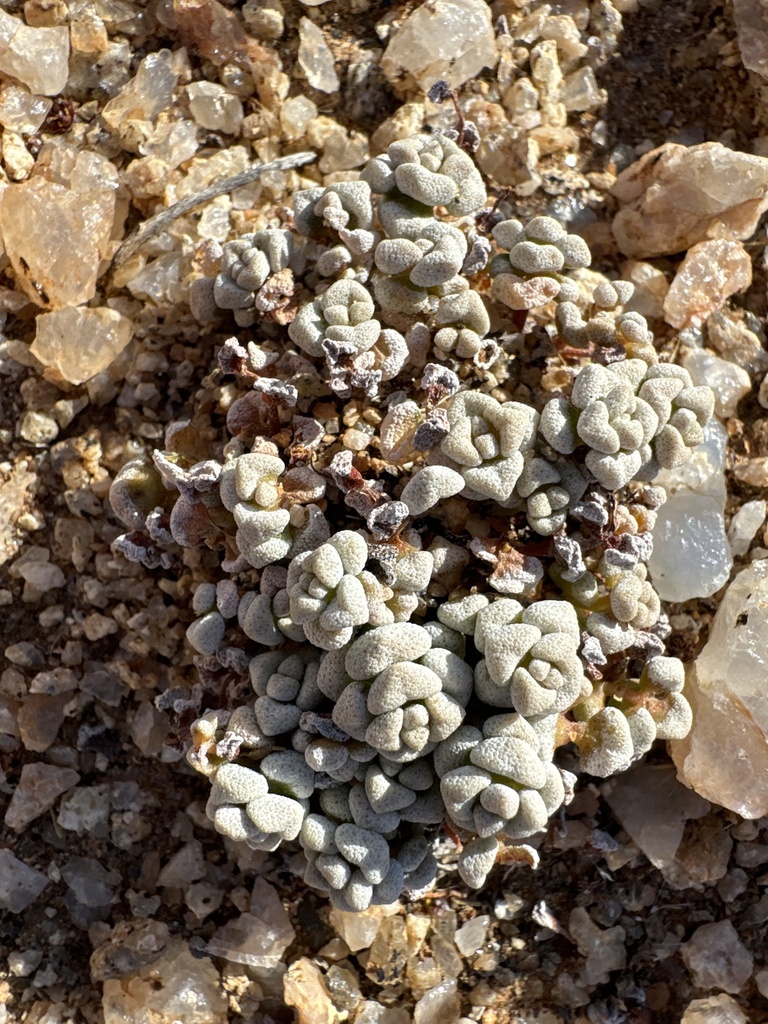 Crassula corallina macrorrhiza from Steinkopf Rural, Springbok, NC, ZA ...