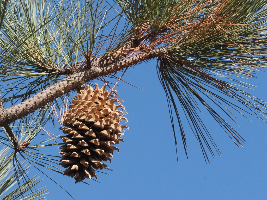 Coulter pine (Pinus coulteri) - Botanical Realm
