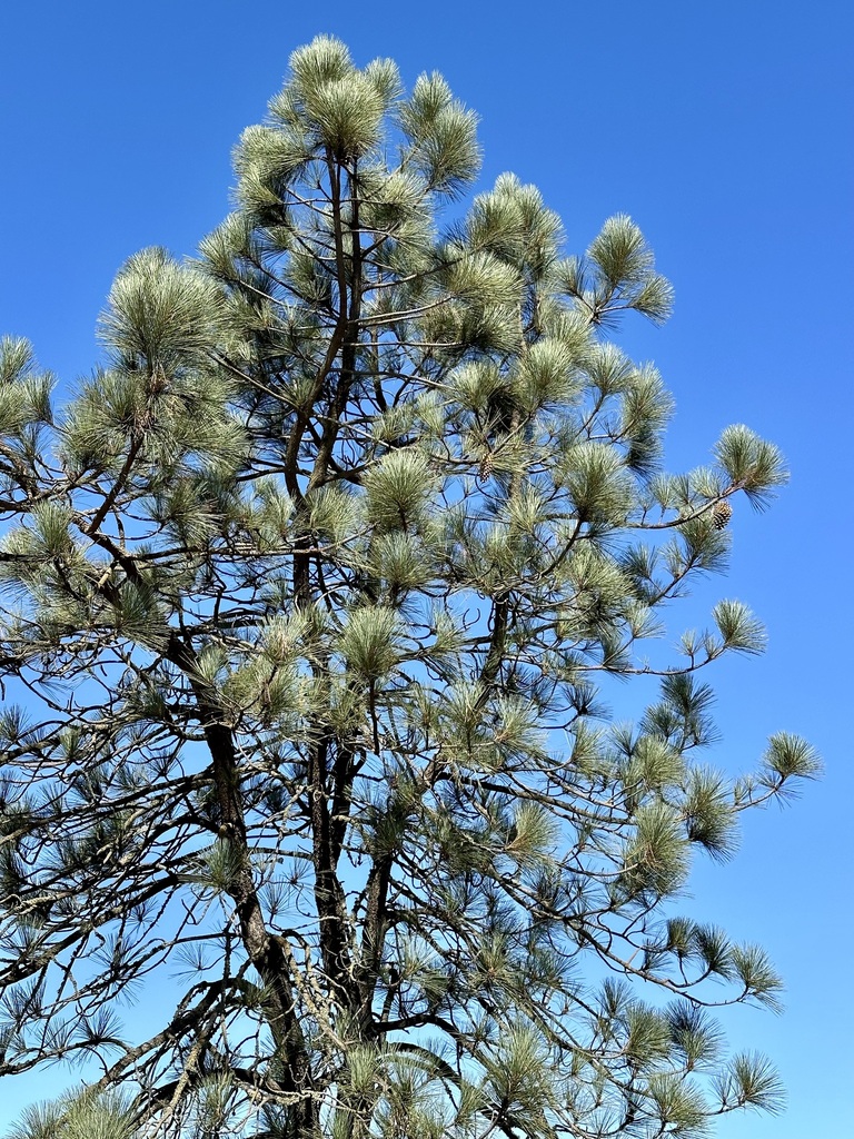 Coulter pine (Pinus coulteri) - Botanical Realm