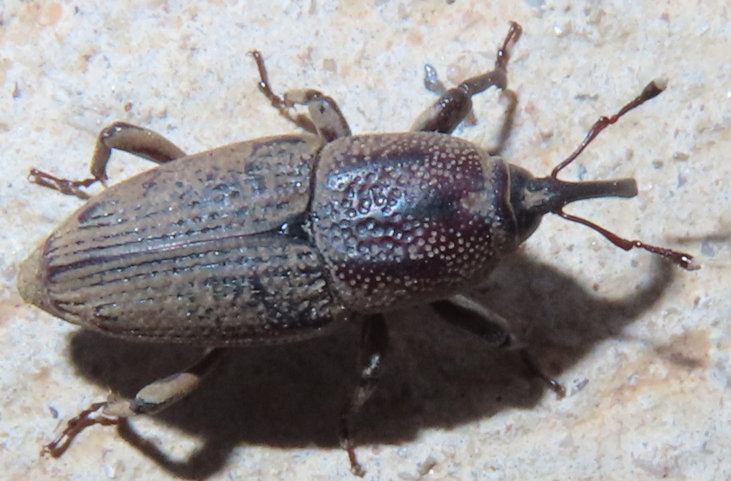 Hunting Billbug from Williamson County, TX, USA on October 17, 2024 at ...