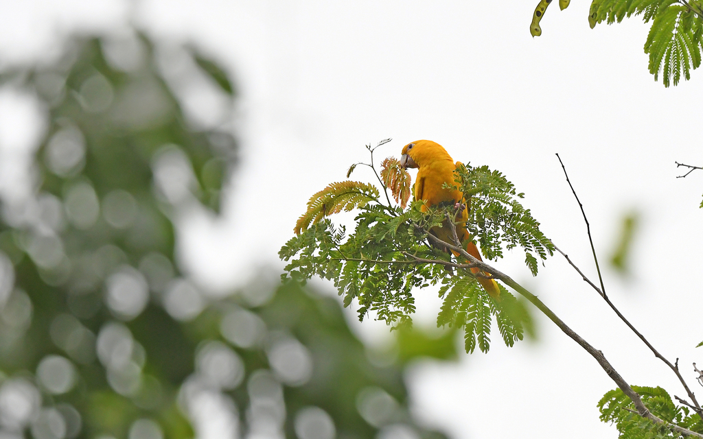 Golden Parakeet in September 2024 by Christoph Moning · iNaturalist