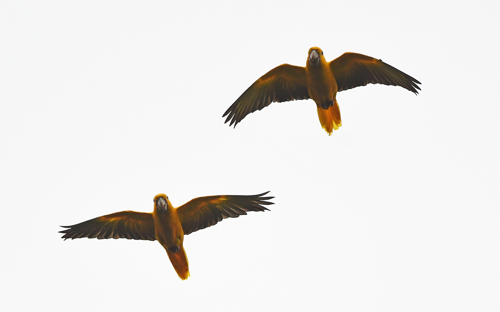 Golden Parakeet in September 2024 by Christoph Moning · iNaturalist