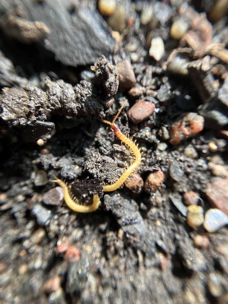 Soil Centipedes from Como Park Zoo & Conservatory, Saint Paul, MN, US ...