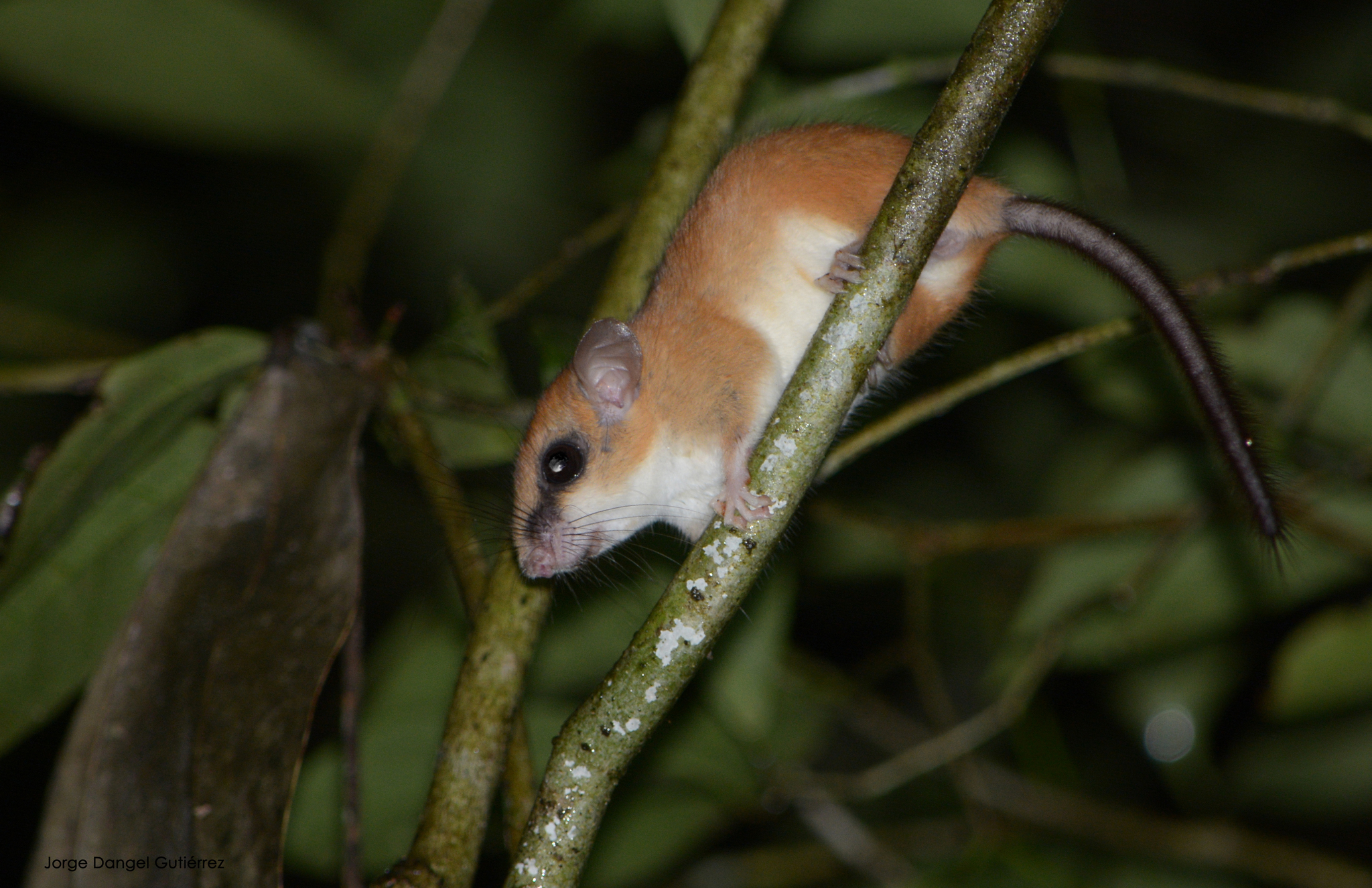 Nyctomys sumichrasti (Saussure, 1860)