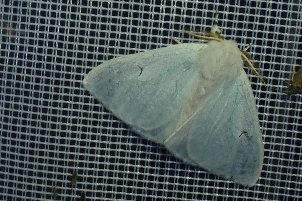 Black V Moth from Magerrasenfragmente Harberg bei Mündling, 86655 ...