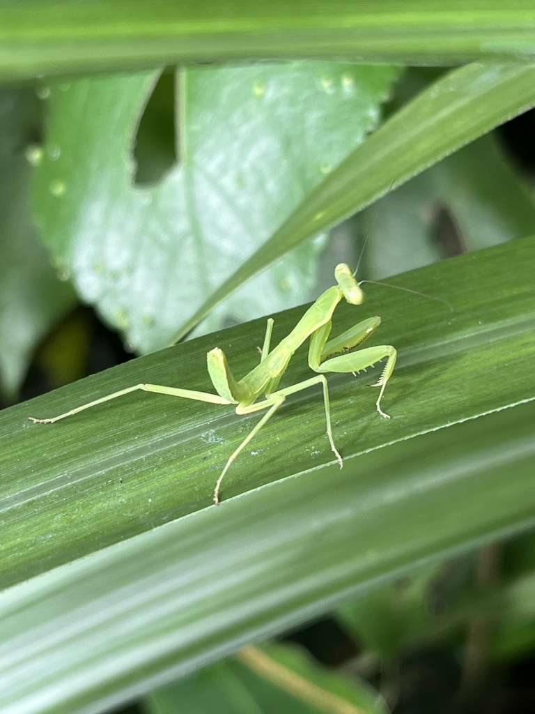 Giant Asian Mantis in October 2024 by Nakatada Wachi · iNaturalist