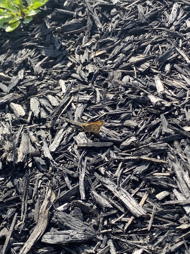 Huron Sachem from Gettysburg College, Gettysburg, PA, US on September ...