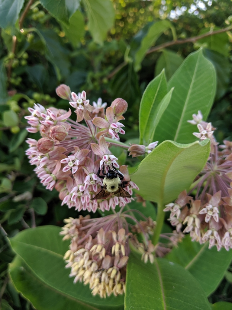 Brown-belted Bumble Bee from Point Judith, RI 02882, USA on July 7 ...