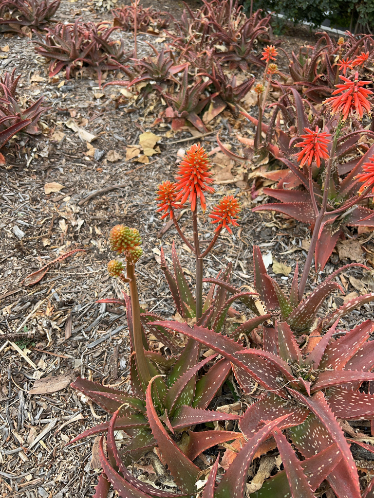 Aloes from San Diego on October 17, 2024 at 12:14 PM by samhorn62 ...