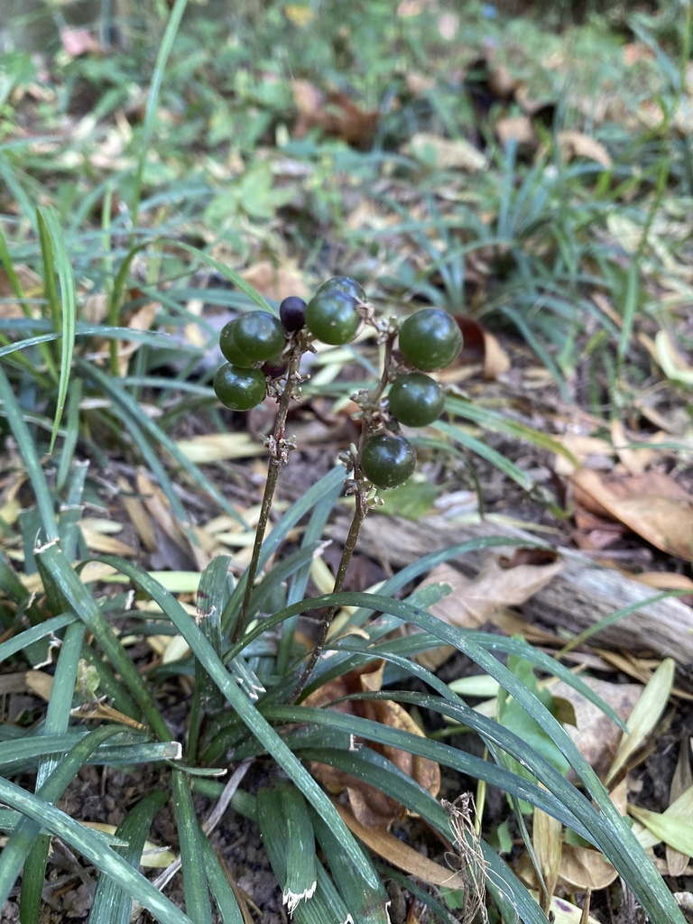 Dwarf Lily-turf from Dartmouth Dr, Hoover, AL, US on October 17, 2024 ...