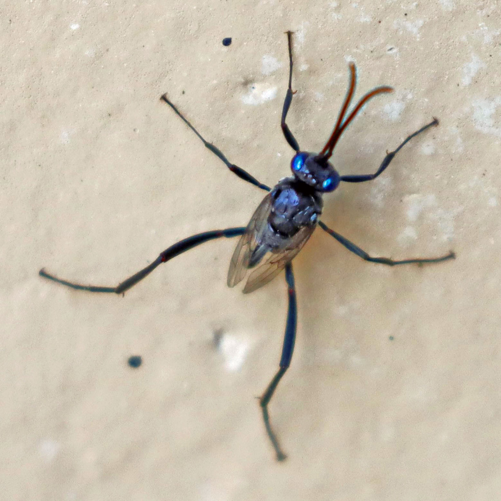 Blue-eyed Ensign Wasp from Arcadia, CA, USA on October 15, 2024 at 11: ...