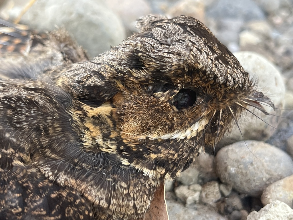 Timor Nightjar from Maluku Tenggara Barat, ID-MA, ID on October 17 ...
