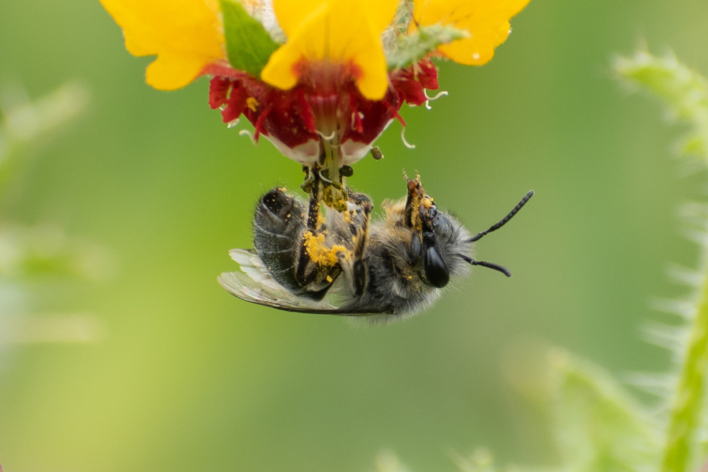Cellophane Bees from Concón, Valparaíso, Chile on October 15, 2024 at ...