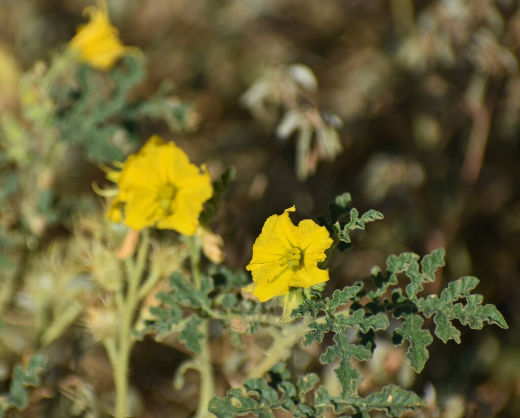 buffalo-bur from San Antonio International Airport Vicinity, TX, USA on ...