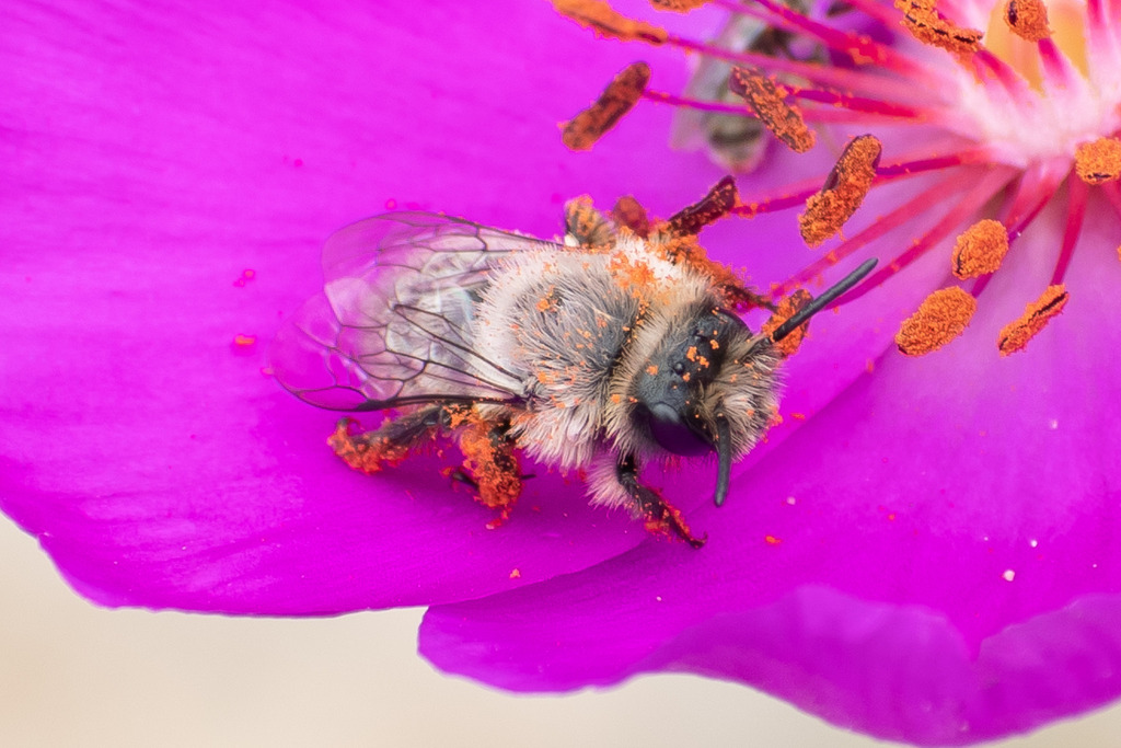 Bees from Concón, Valparaíso, Chile on October 15, 2024 at 01:16 PM by ...