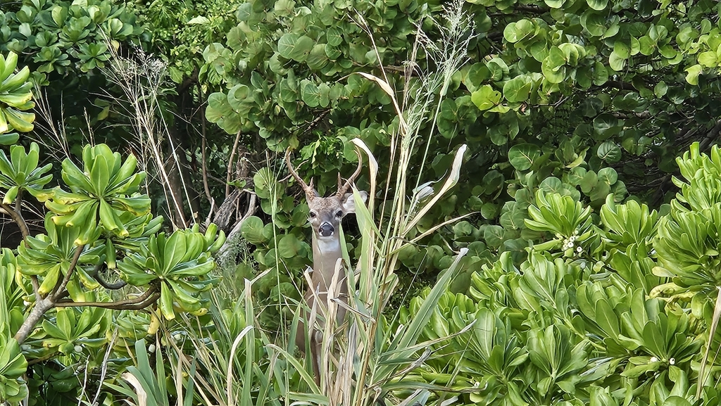 White-tailed Deer from 8MMG+VW2, Flamenco, Culebra 00775, Puerto Rico ...