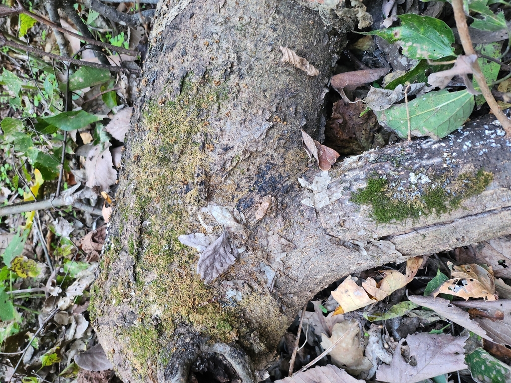Spring Peeper from Wolf Lake, IL 62998, USA on October 16, 2024 at 06: ...