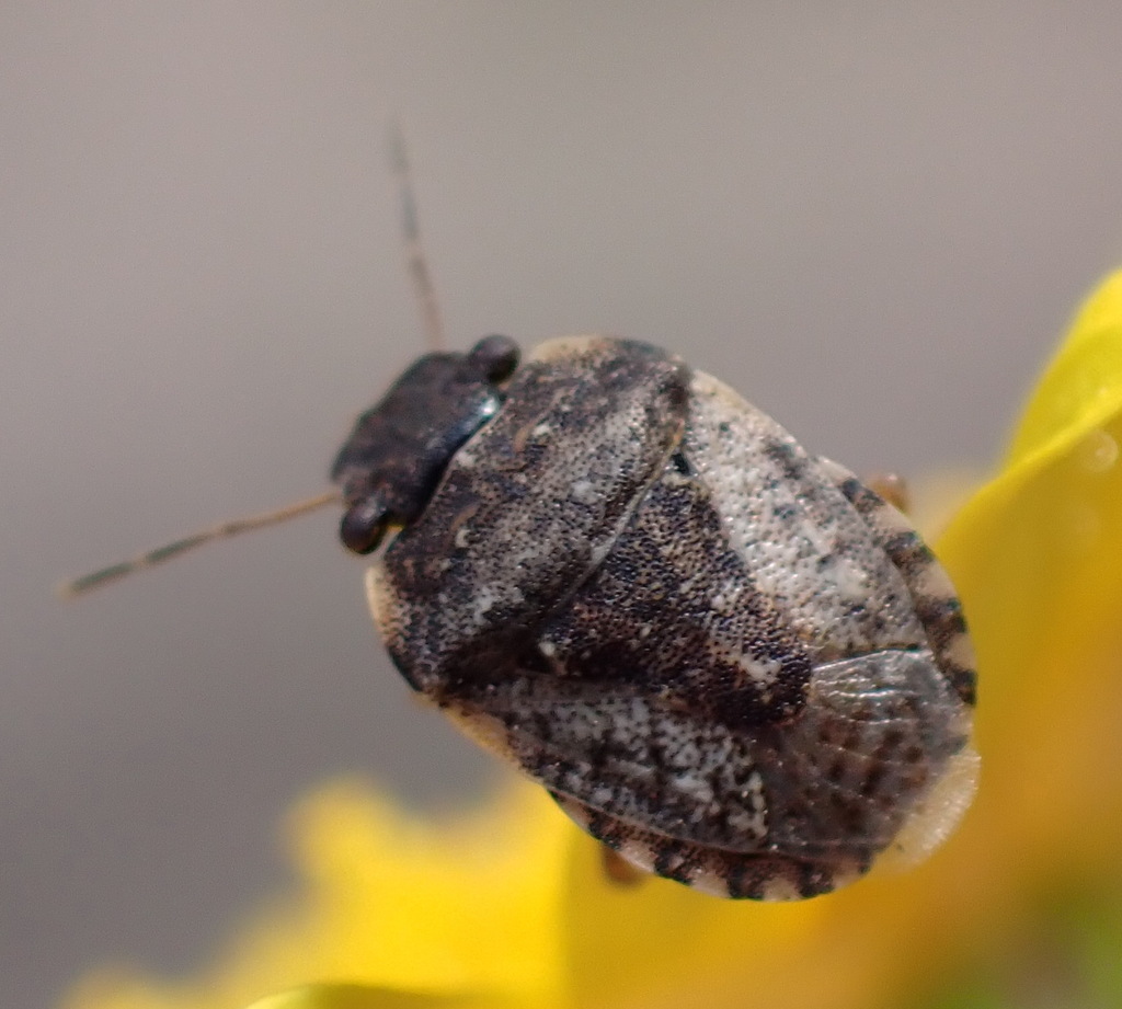 Stink Bugs from Dune Molerat Trails, Garden Route District Municipality ...