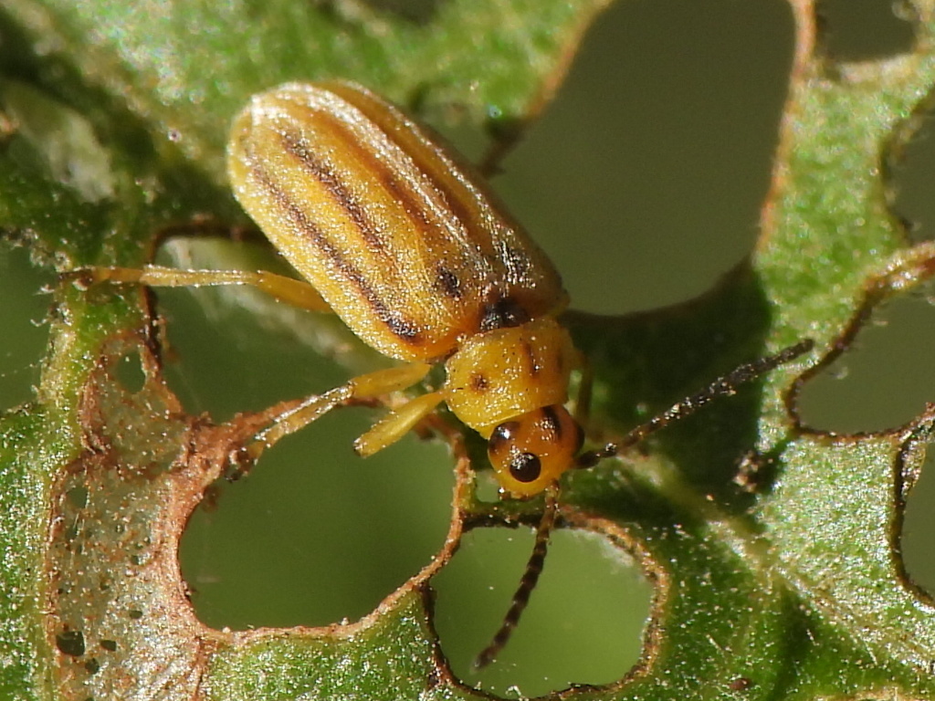 Boneset Leaf Beetle from Southwest Arlington, Arlington, TX, USA on ...