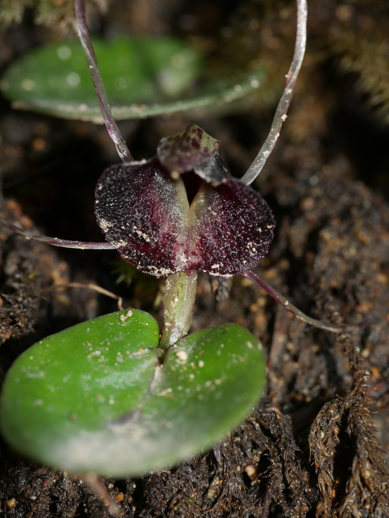 Silver-back Spider-Orchid in October 2024 by mattward. Locally common ...