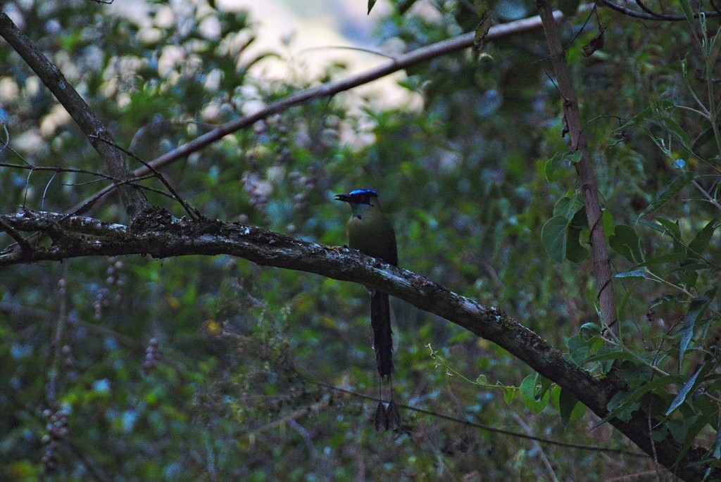 Andean Motmot from Urubamba Province, Peru on June 27, 2019 by Holger ...
