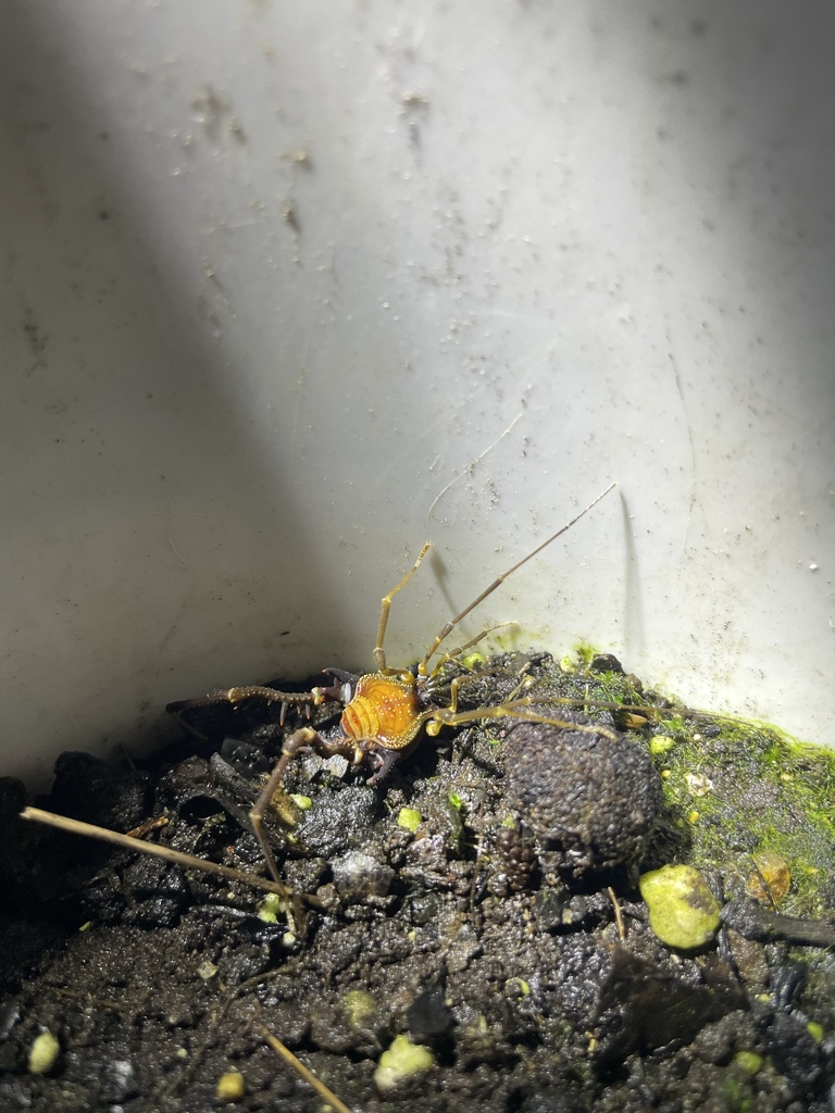 Sadocus asperatus from Talcamávida, Hualqui, Región del Biobío, CL on ...
