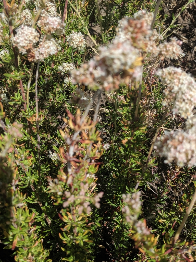 California Buckwheat from Fremont, CA 94555, USA on July 7, 2019 at 03: ...