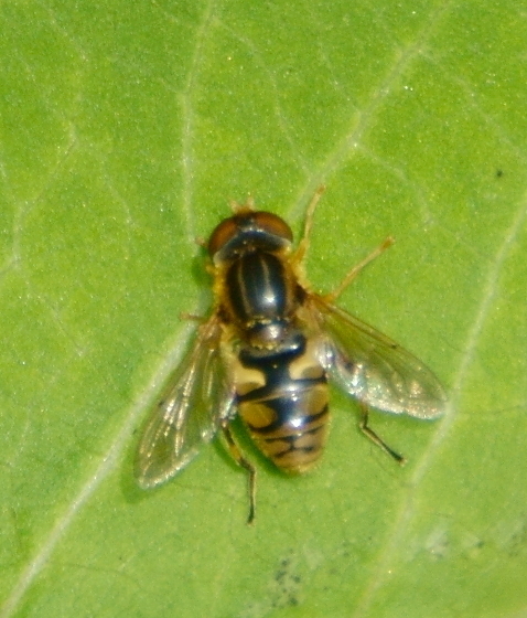 Common Bog Fly from Illinois Beach SP, Lake County, IL, USA on June 29 ...