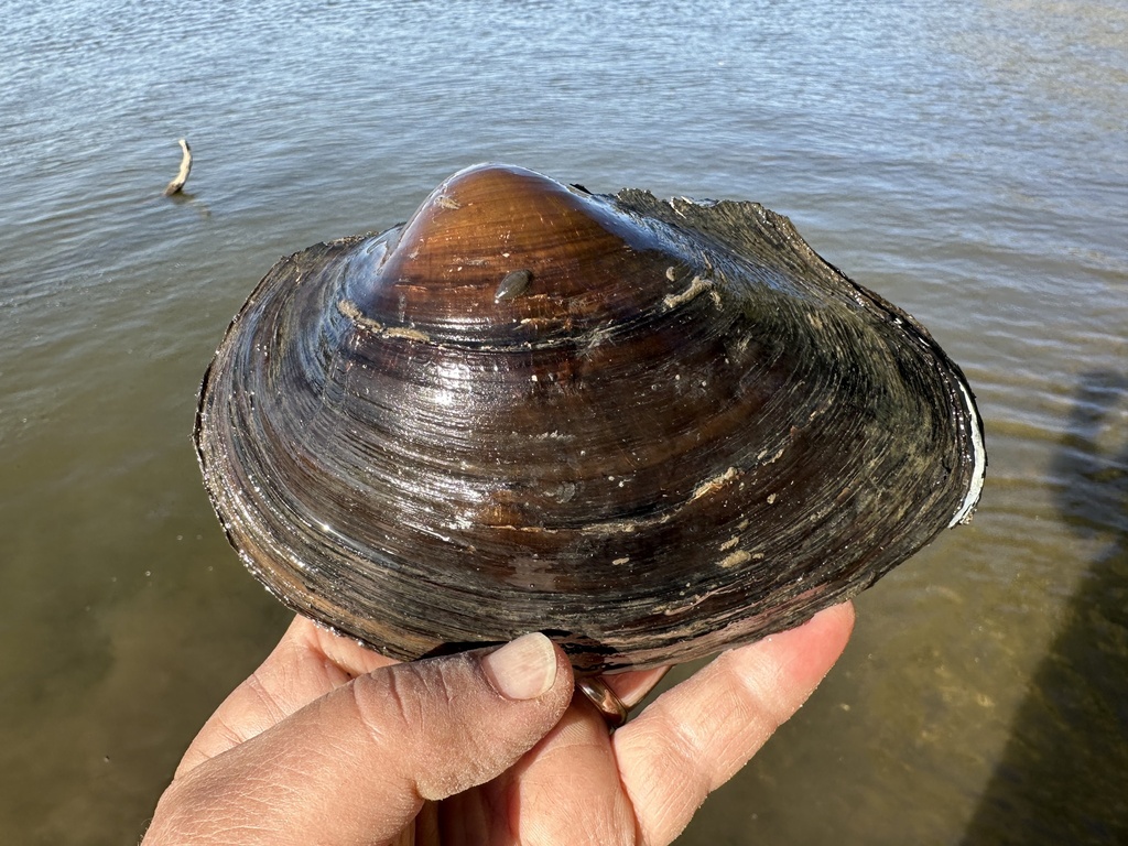 Giant Floater from Grant County, US-WI, US on October 17, 2024 at 03:27 ...