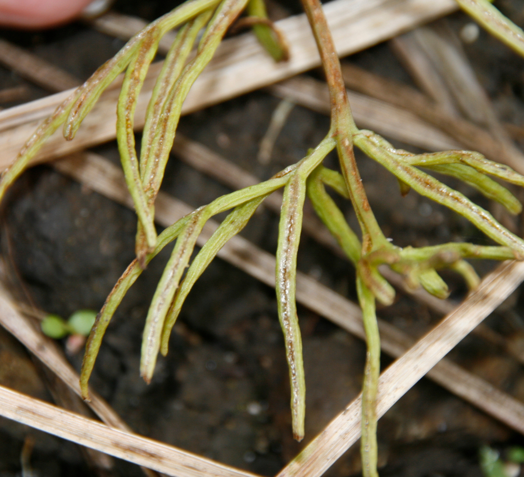 Watersprite from Byfield NP, Stockyard QLD, Australia on July 23, 2010 ...