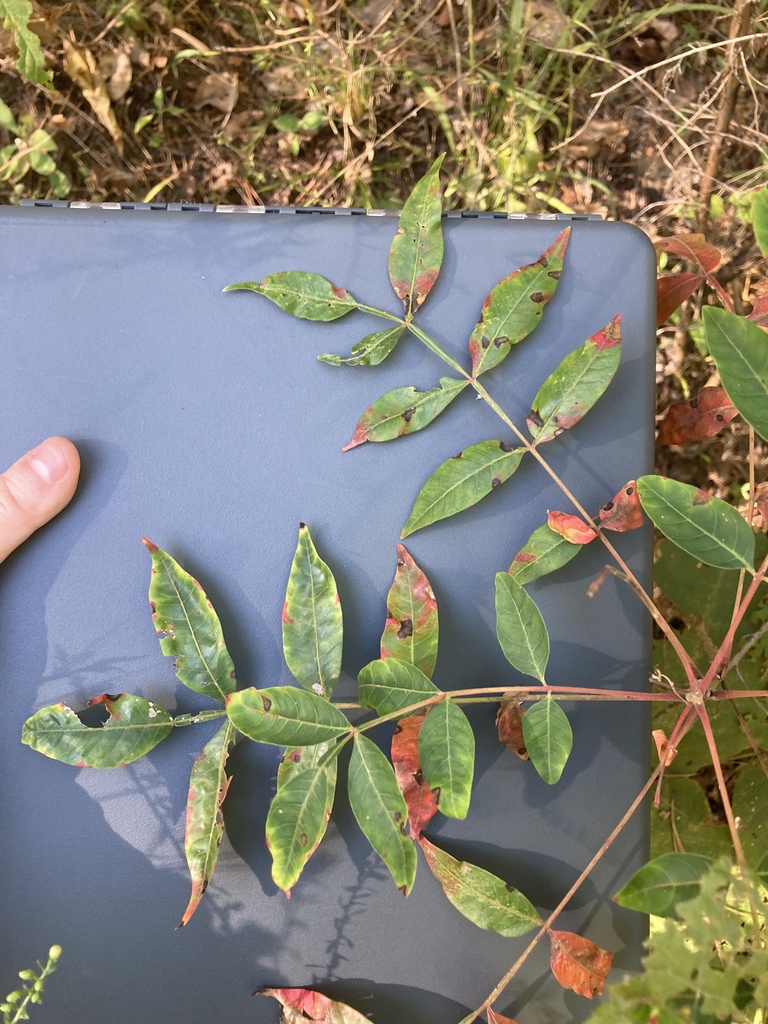 shining sumac from Angelina National Forest, Nacogdoches, TX, US on ...