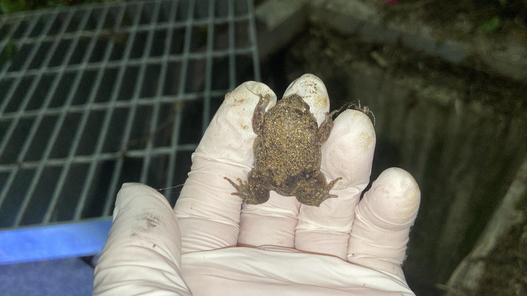Boreal Digging Frog from 장재리, 아산시, 충청남도, KR on October 17, 2024 at 09: ...